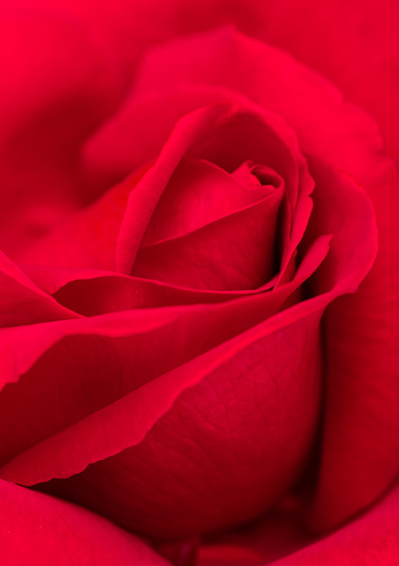 Bold Roses – patricia emerson mitchell photography