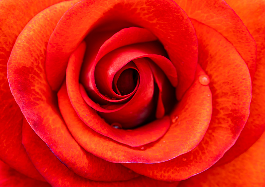 Bold Roses – patricia emerson mitchell photography