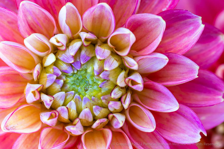Goodnight Flower – patricia emerson mitchell photography