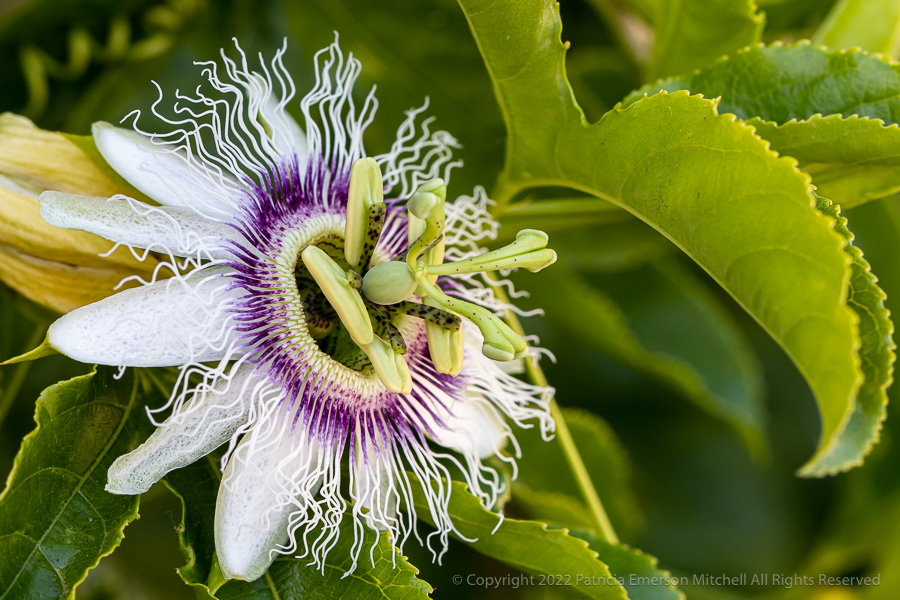 Goodnight Flower – patricia emerson mitchell photography