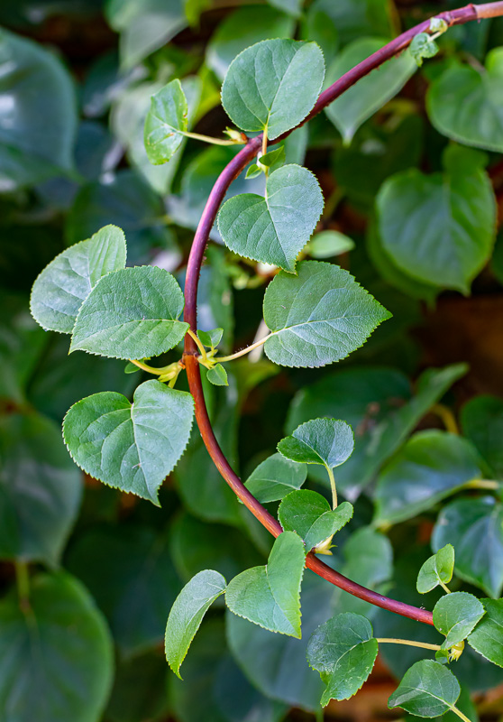 Green Cards — Set One – patricia emerson mitchell photography