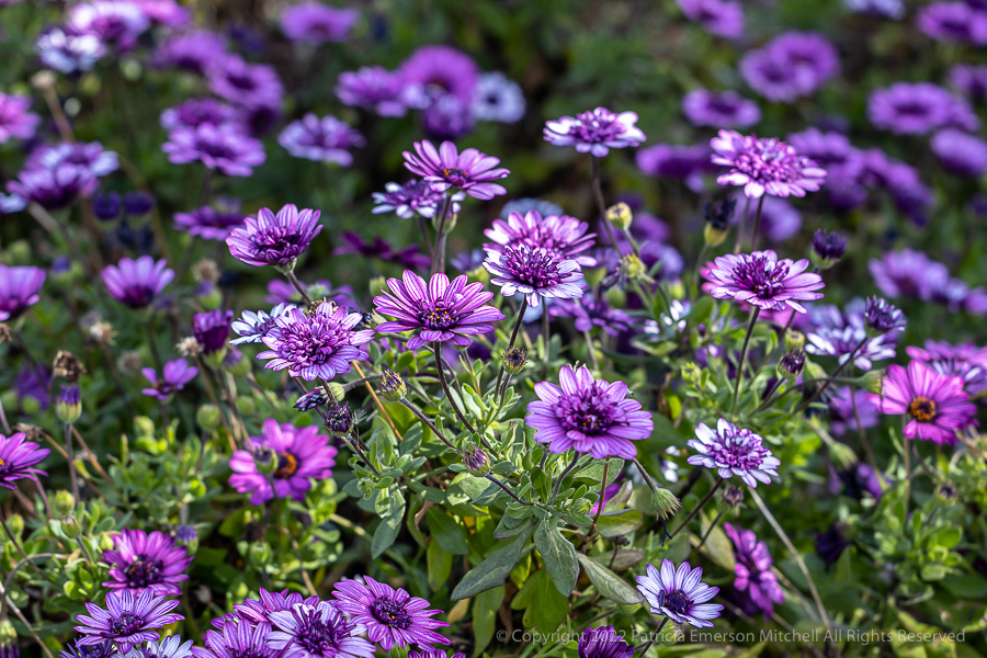 Goodnight Flower – patricia emerson mitchell photography