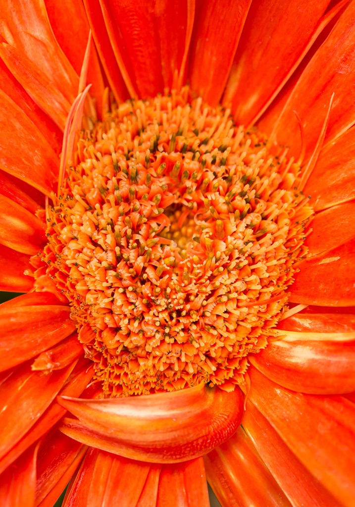 Orange Flora (Set Two) – patricia emerson mitchell photography