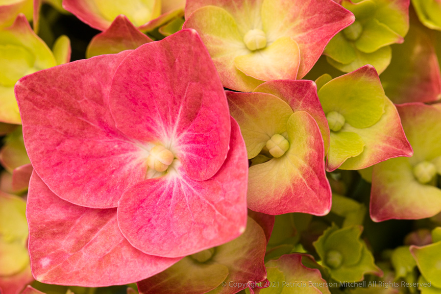Goodnight Flower – patricia emerson mitchell photography