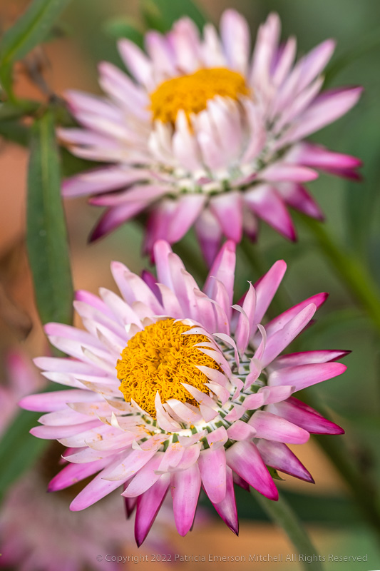 Goodnight Flower – patricia emerson mitchell photography