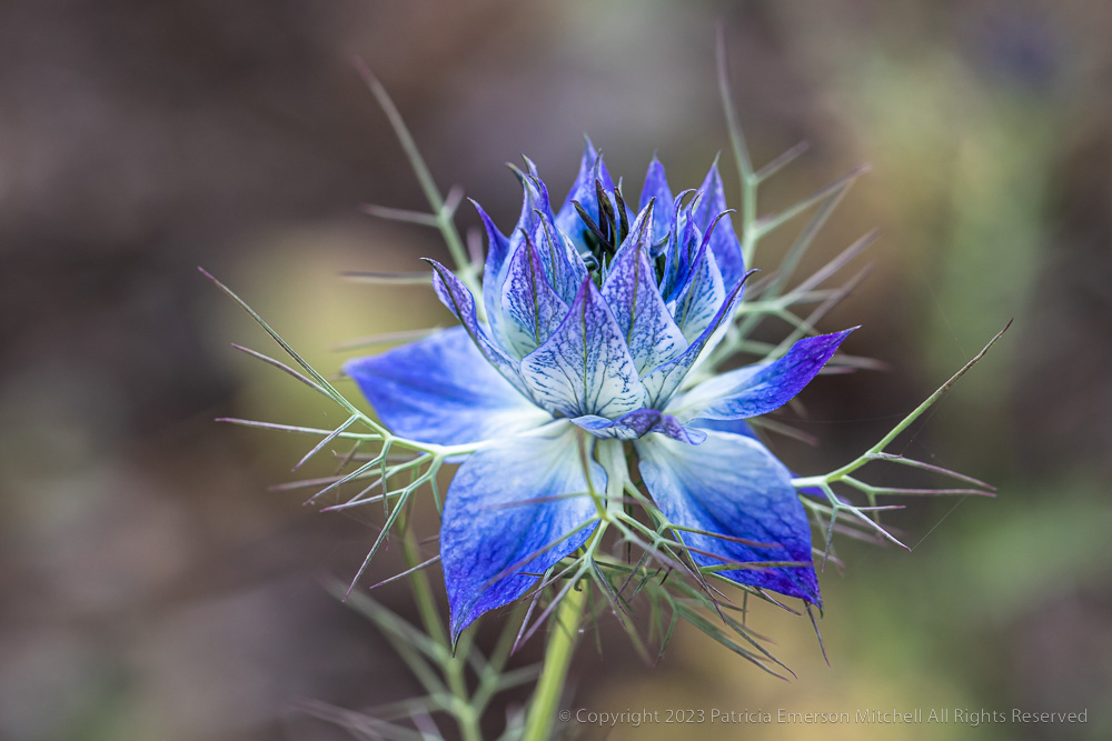 Goodnight Flower – patricia emerson mitchell photography