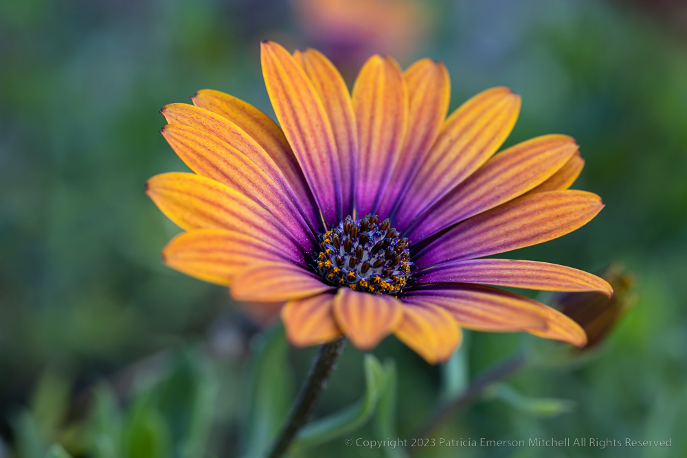 Goodnight Flower – patricia emerson mitchell photography