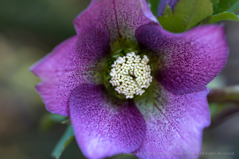 Goodnight Flower – patricia emerson mitchell photography