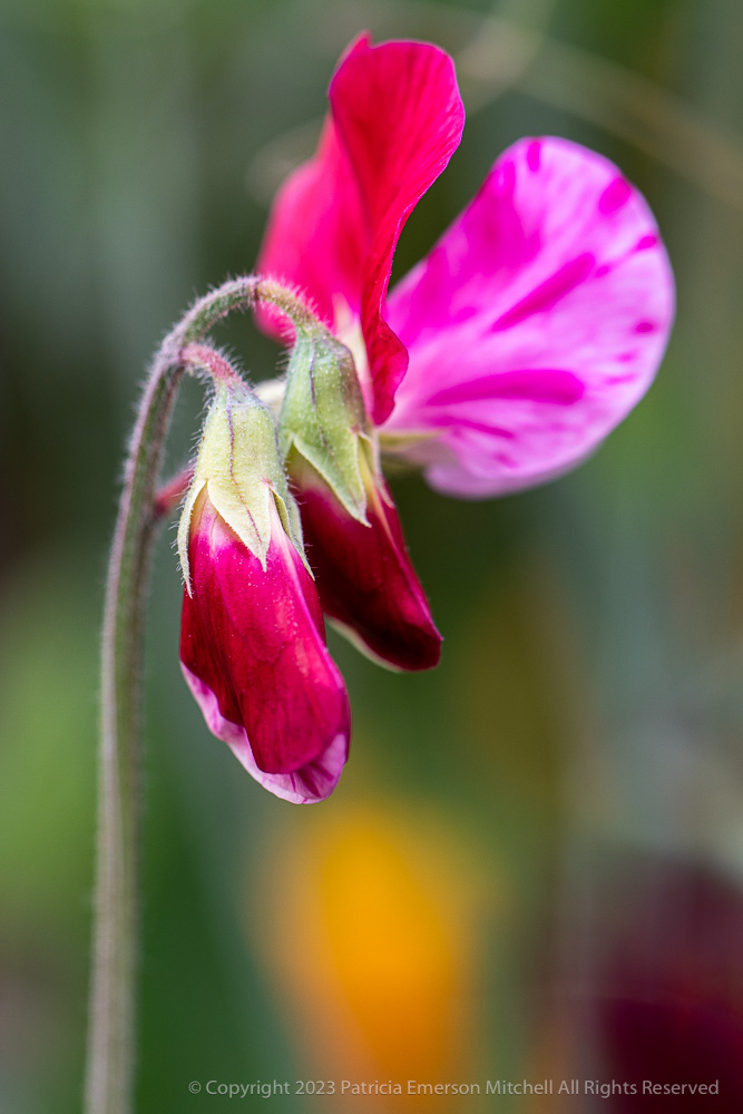 Goodnight Flower – patricia emerson mitchell photography