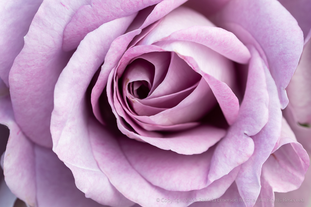 Goodnight Flower – patricia emerson mitchell photography