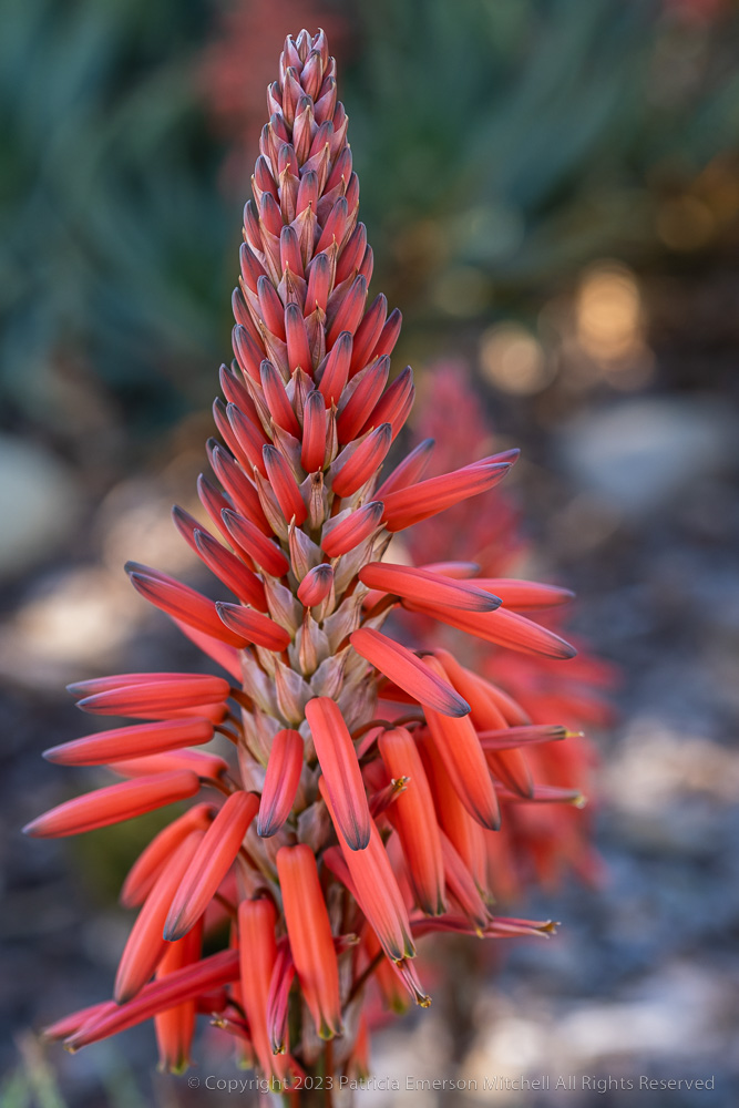 Goodnight Flower – patricia emerson mitchell photography