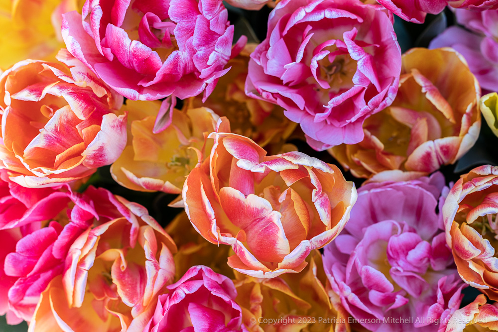 Daily Flora – patricia emerson mitchell photography