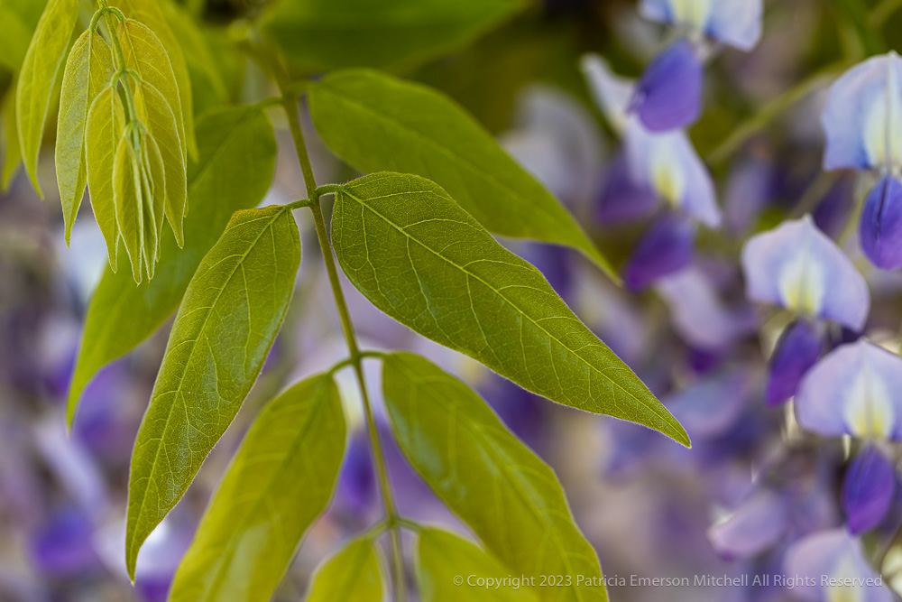 Daily Flora – patricia emerson mitchell photography