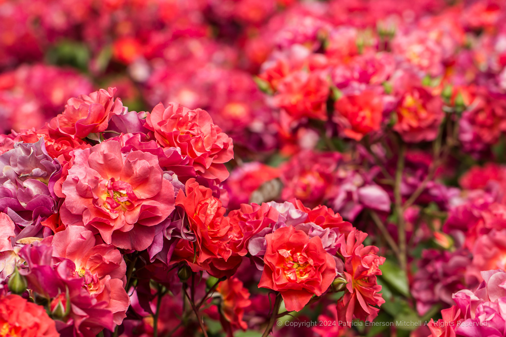 Cinco de Mayo – patricia emerson mitchell photography