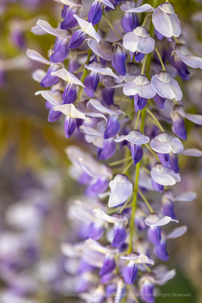 Daily Flora – patricia emerson mitchell photography