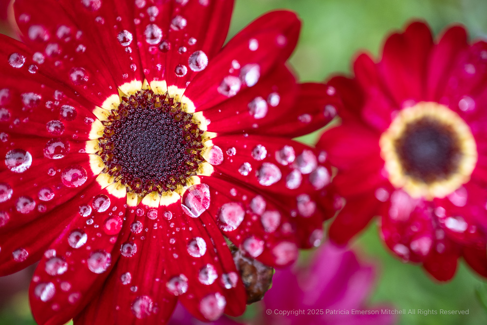 Daily Flora – patricia emerson mitchell photography