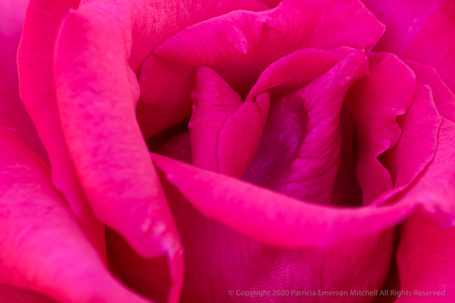 Daily Flora – patricia emerson mitchell photography
