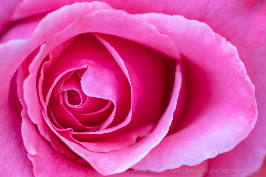 Daily Flora – patricia emerson mitchell photography