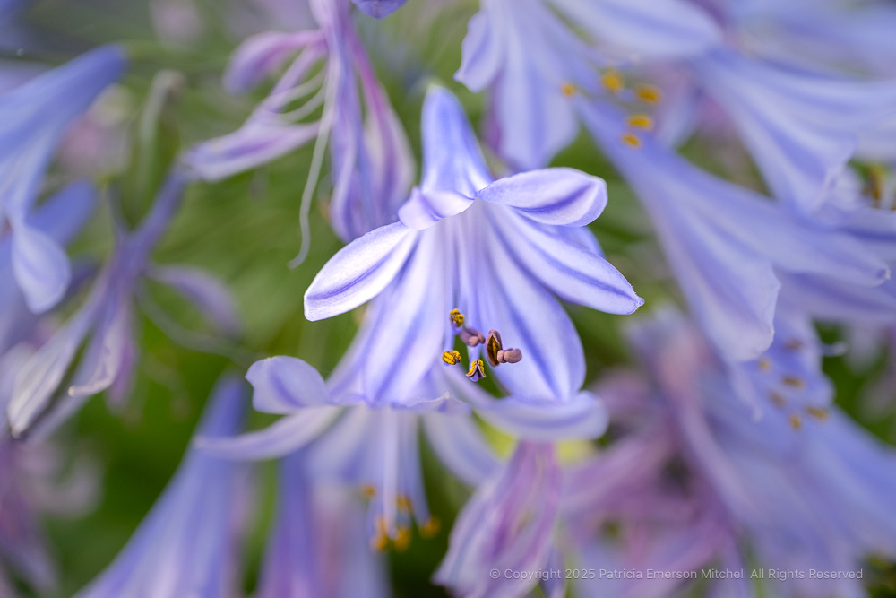 Daily Flora – patricia emerson mitchell photography